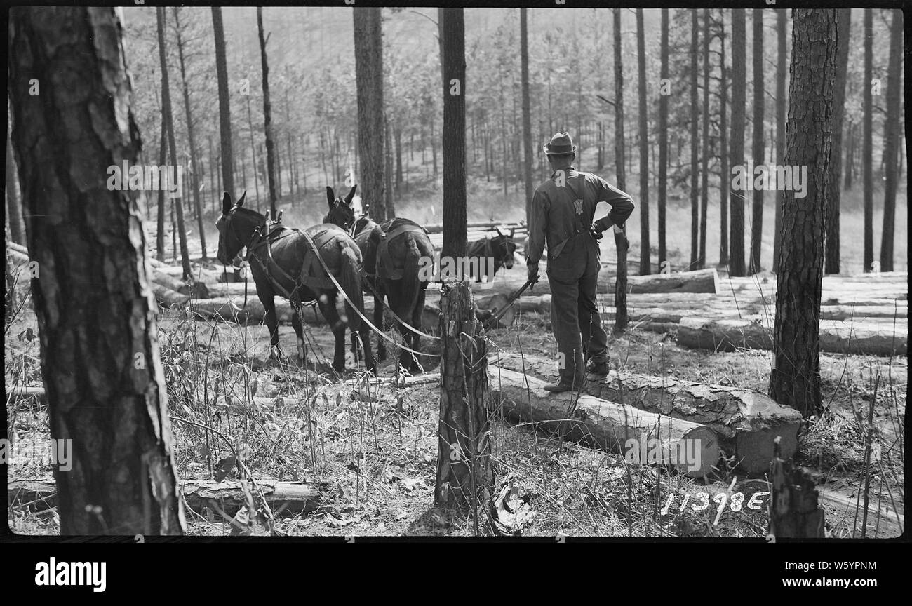 Timber operations Black and White Stock Photos & Images - Alamy