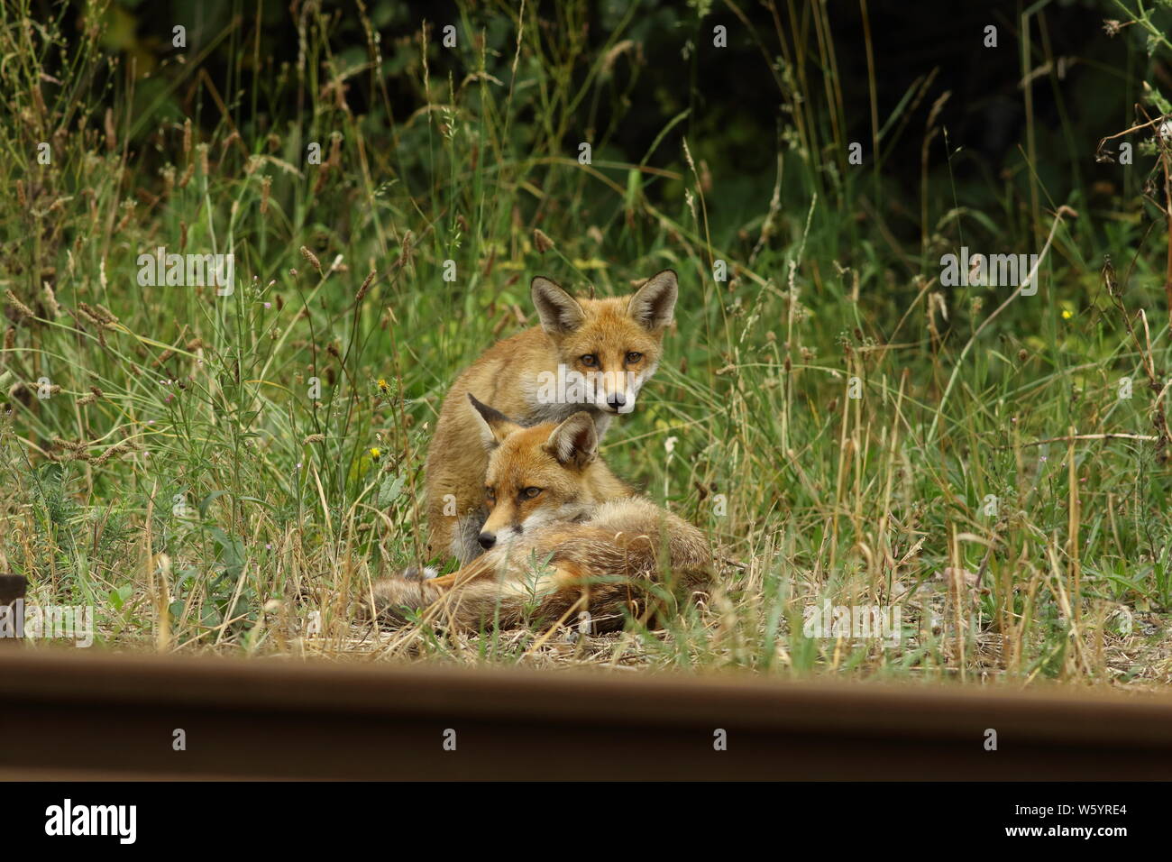 Chingford railway hi-res stock photography and images - Alamy