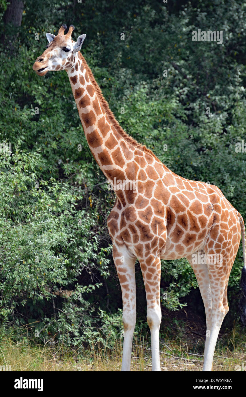 Full female giraffe with open mouth, big black eyes, white ears, long ...