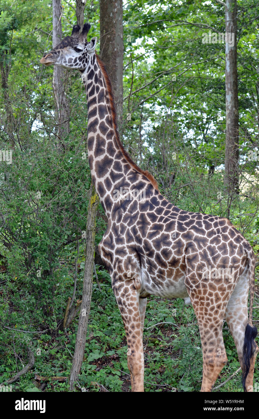 Large adult male giraffe standing tall with big black eyes, long brown ...