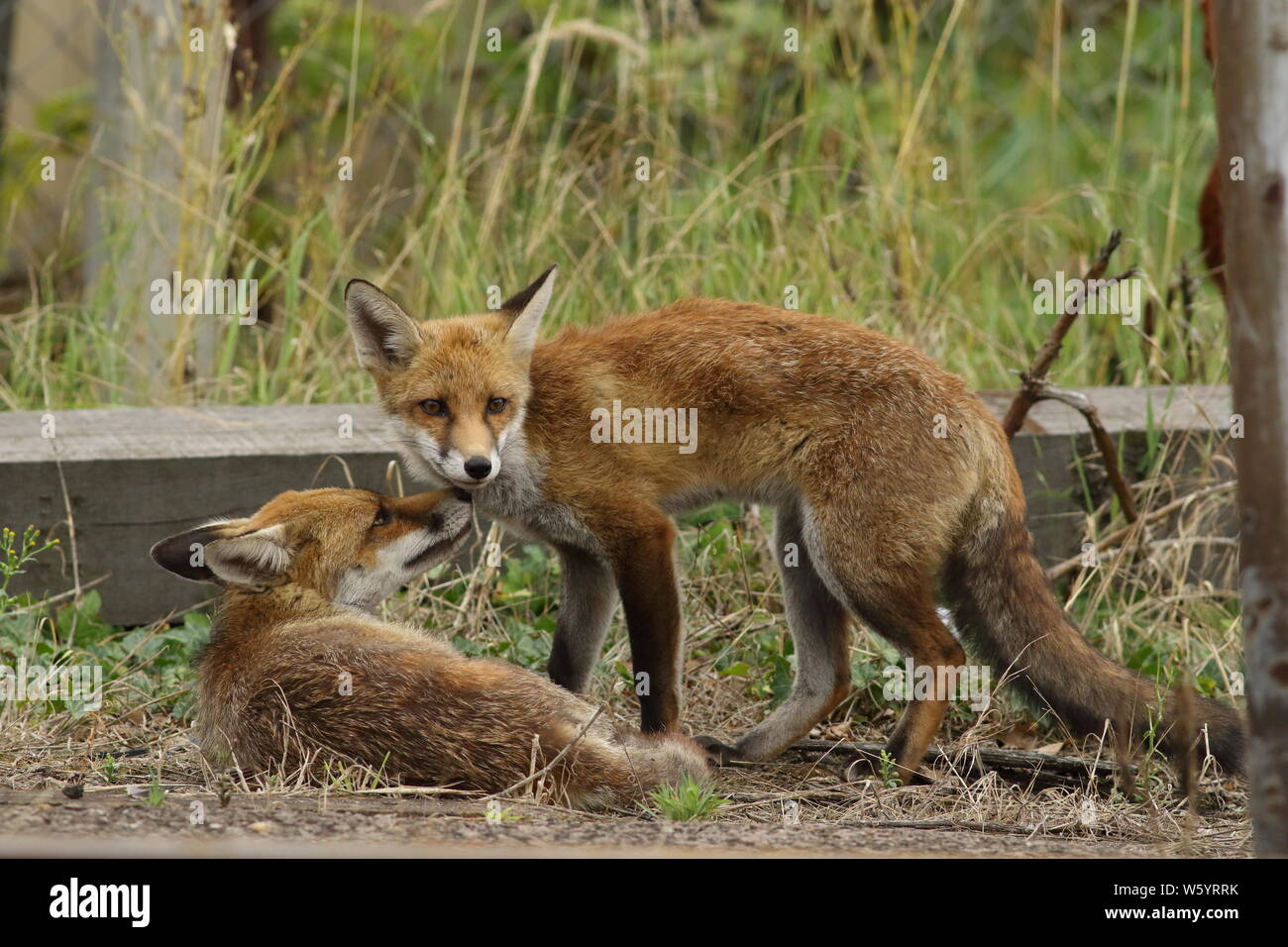 Chingford railway hi-res stock photography and images - Alamy