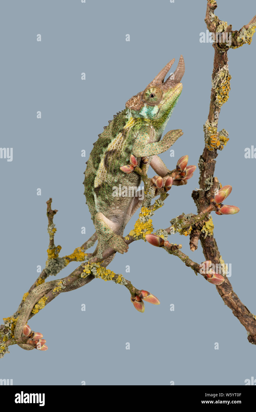 Jacksonii hi-res stock photography and images - Alamy