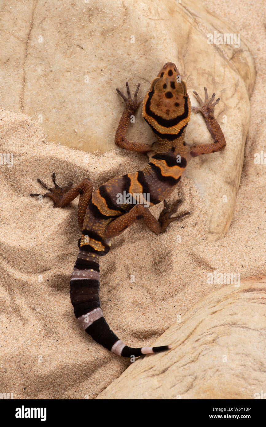 Vietnamese Cave Gecko (Goniurosaurus araneus Stock Photo - Alamy