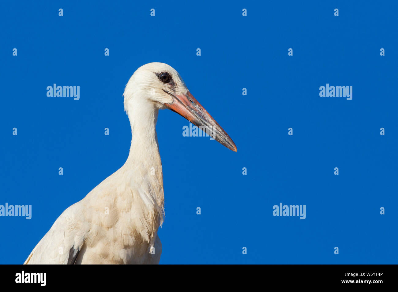 white stork babies at nest, first flight Stock Photo - Alamy