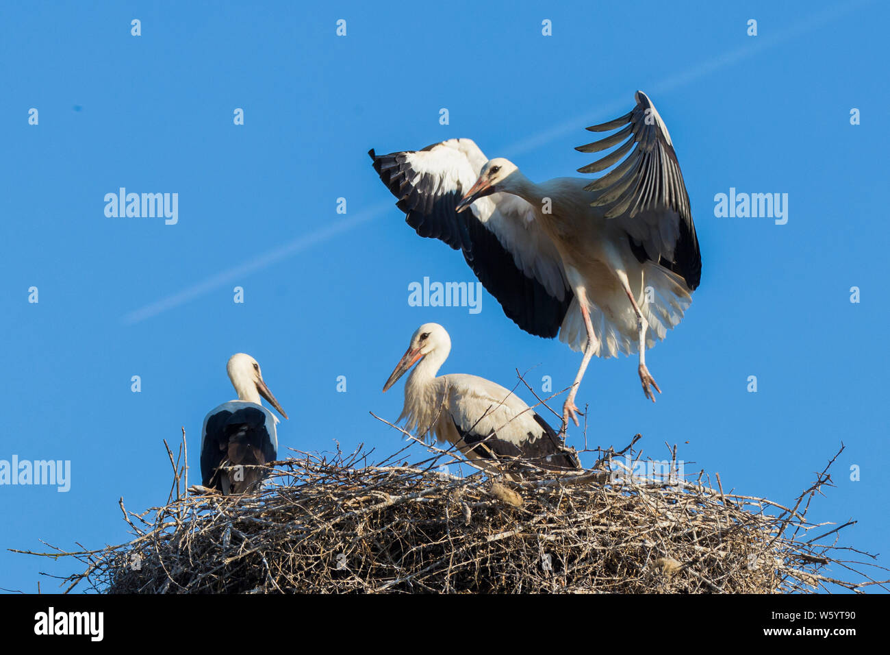 white stork babies at nest, first flight Stock Photo - Alamy