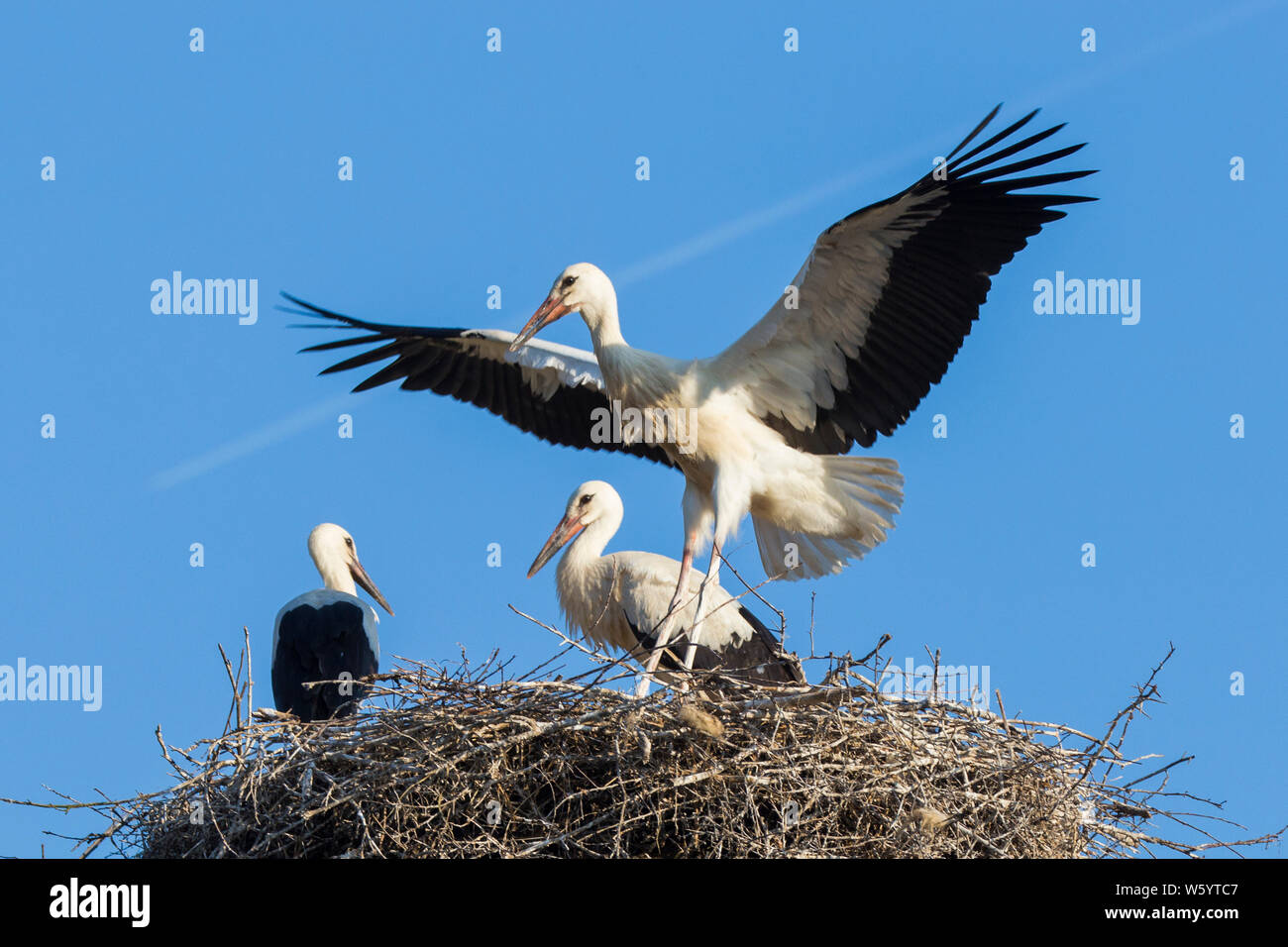 white stork babies at nest, first flight Stock Photo - Alamy