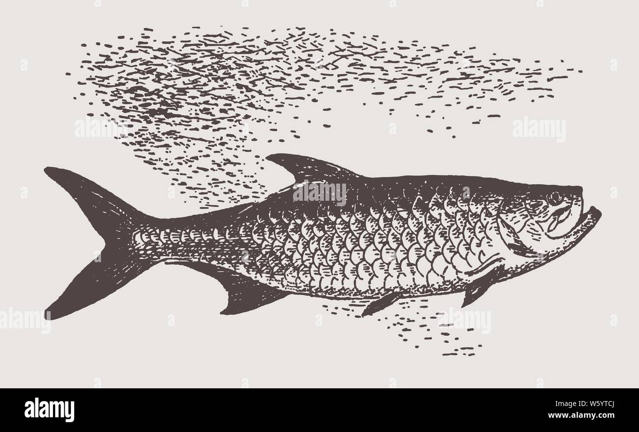 Atlantic tarpon (megalops atlanticus) in side view. Illustration after ...