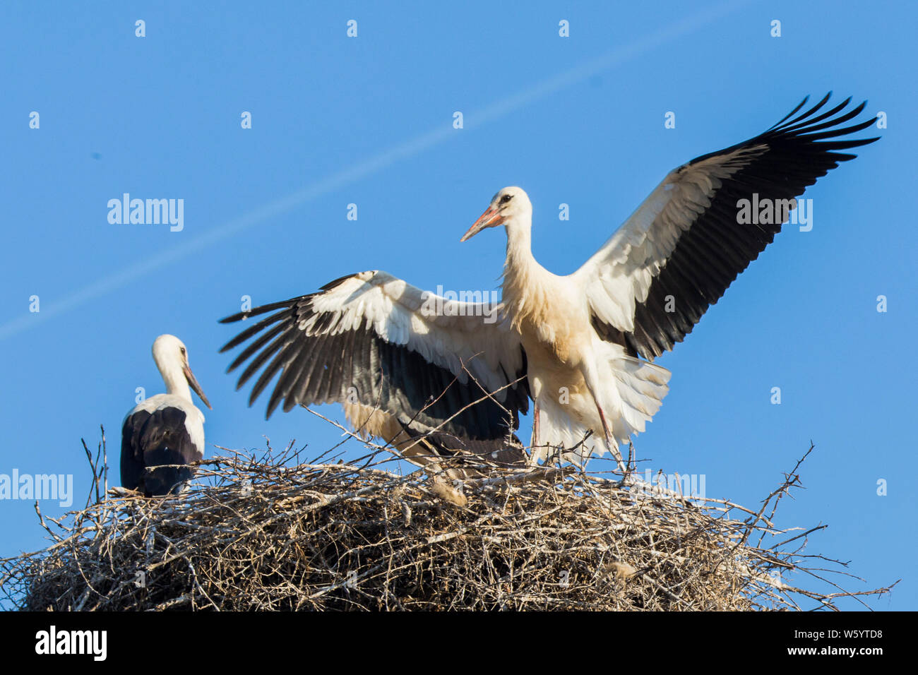 white stork babies at nest, first flight Stock Photo - Alamy