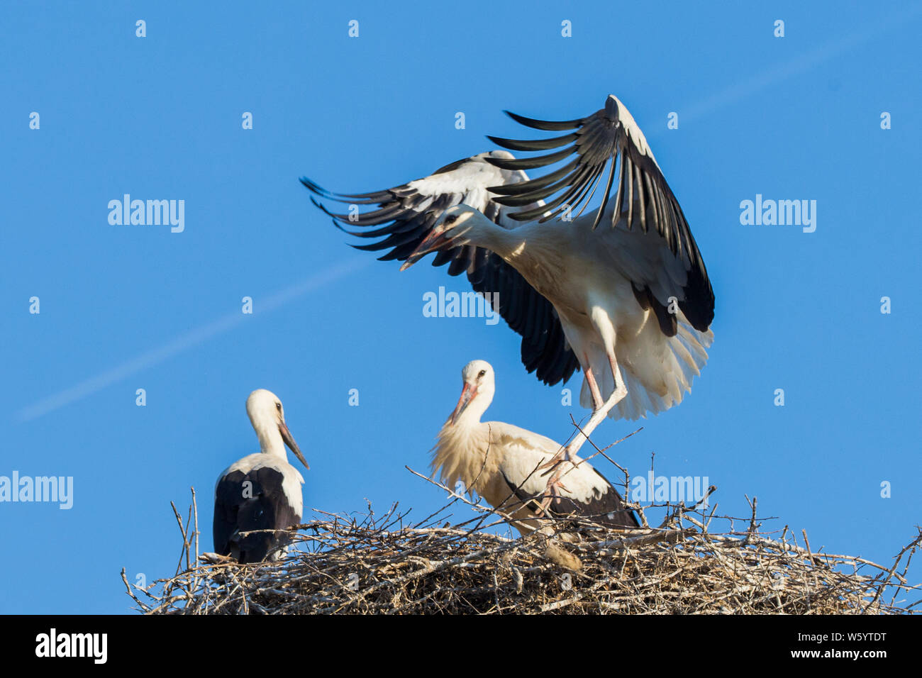 white stork babies at nest, first flight Stock Photo - Alamy