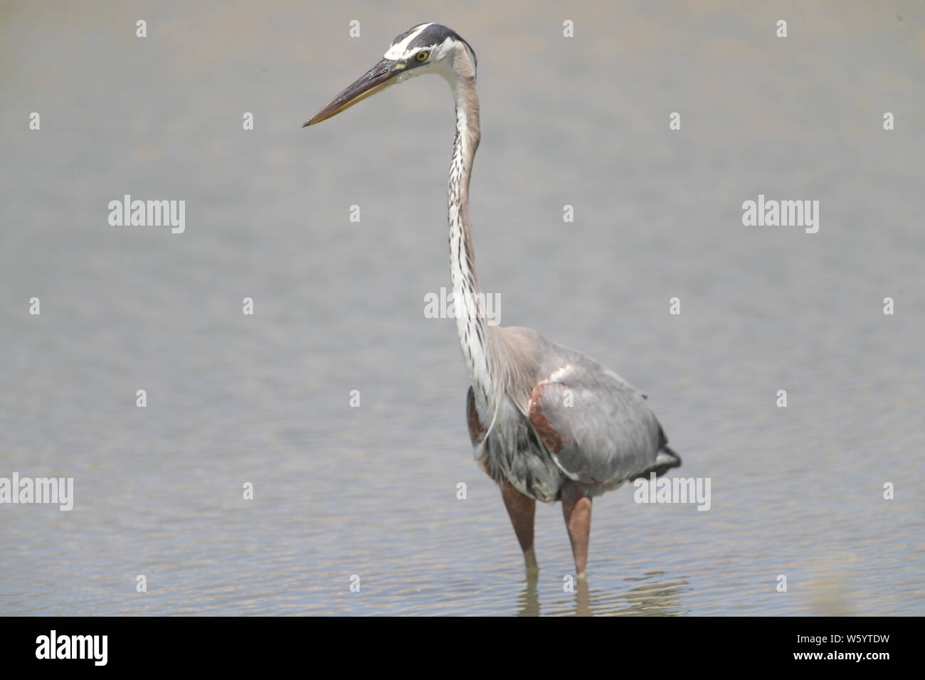Ave gris hi-res stock photography and images - Alamy