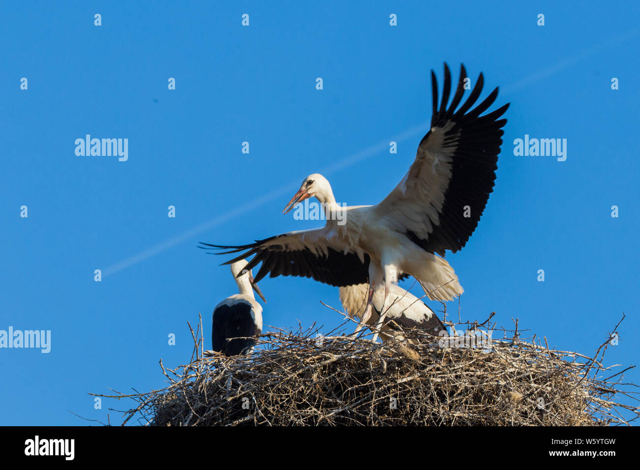 white stork babies at nest, first flight Stock Photo - Alamy