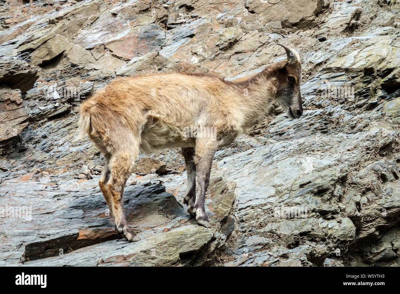 Himalayan goat hi-res stock photography and images - Alamy