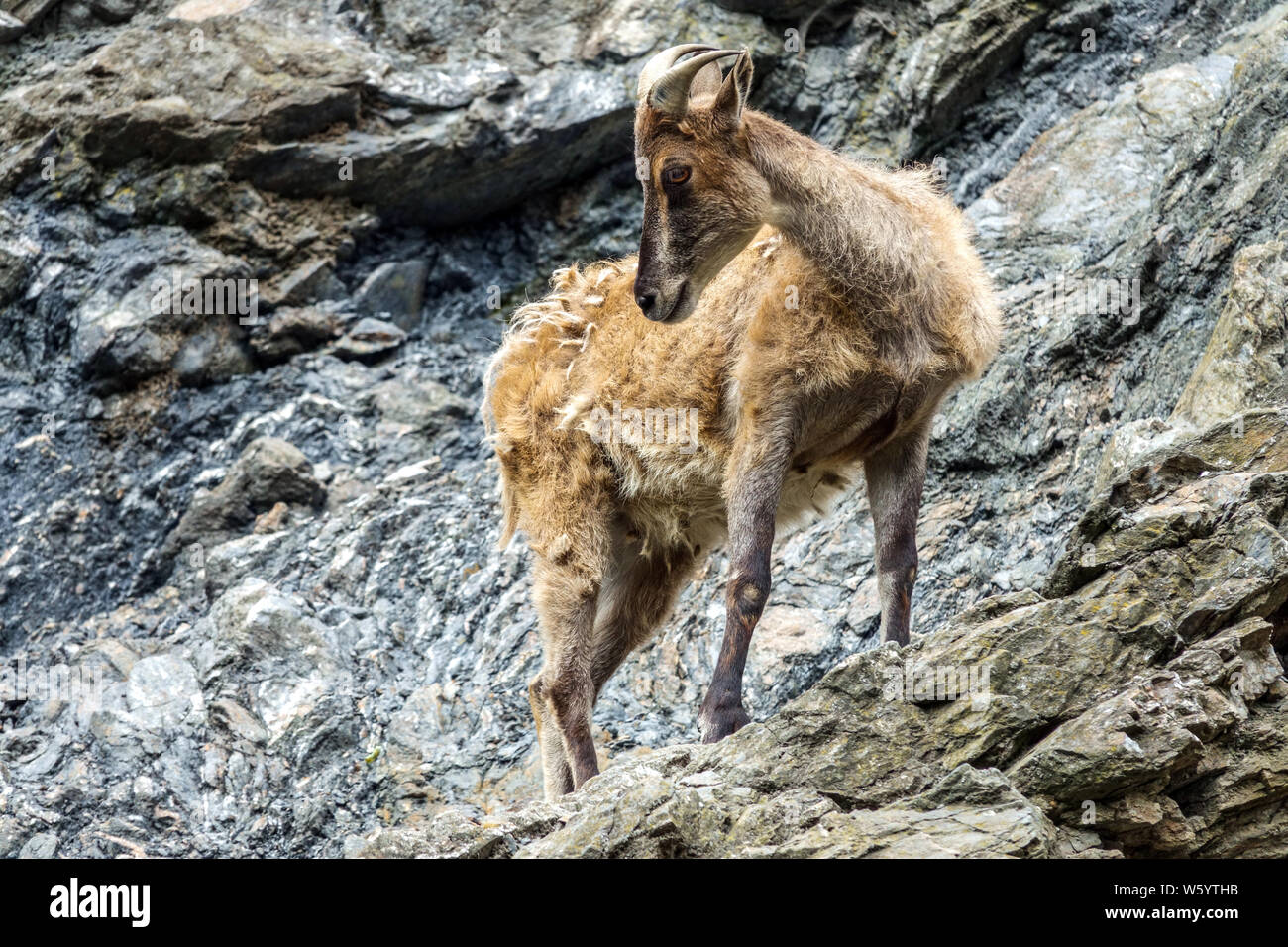 Himalayan tahr, Hemitragus jemlahicus, a big montain goat, is standing ...
