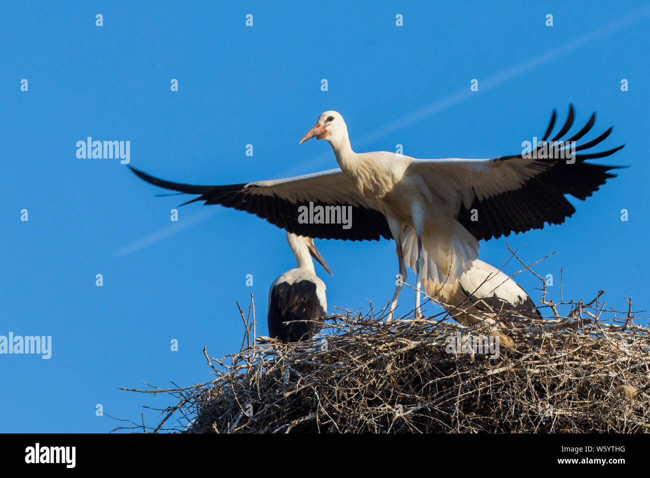 white stork babies at nest, first flight Stock Photo - Alamy