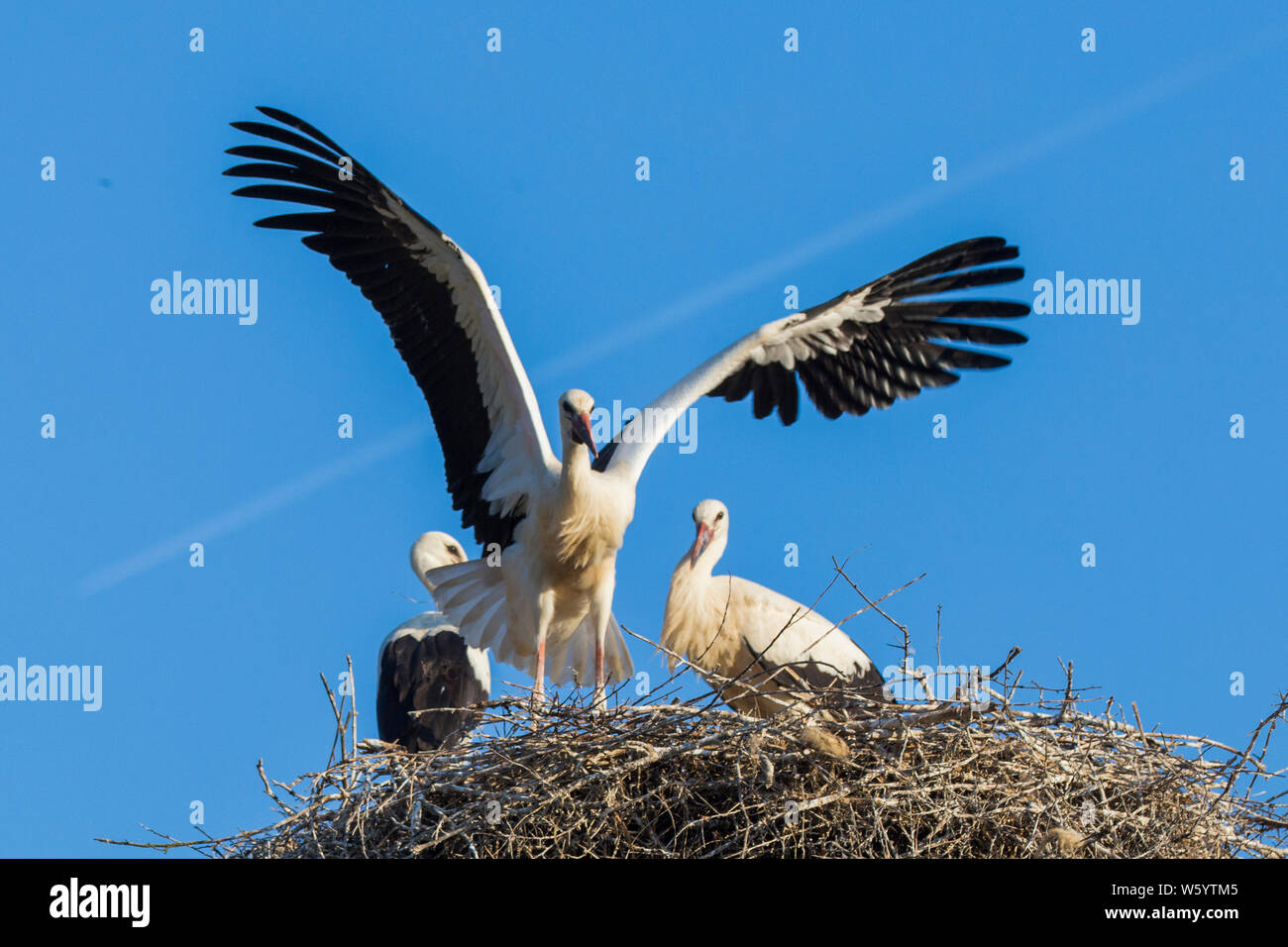 white stork babies at nest, first flight Stock Photo - Alamy
