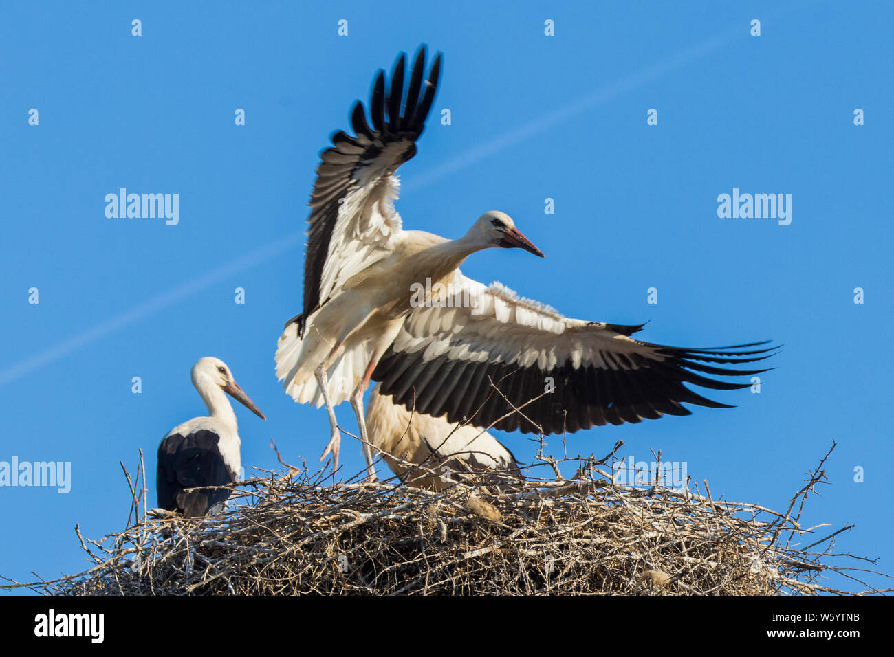 white stork babies at nest, first flight Stock Photo - Alamy