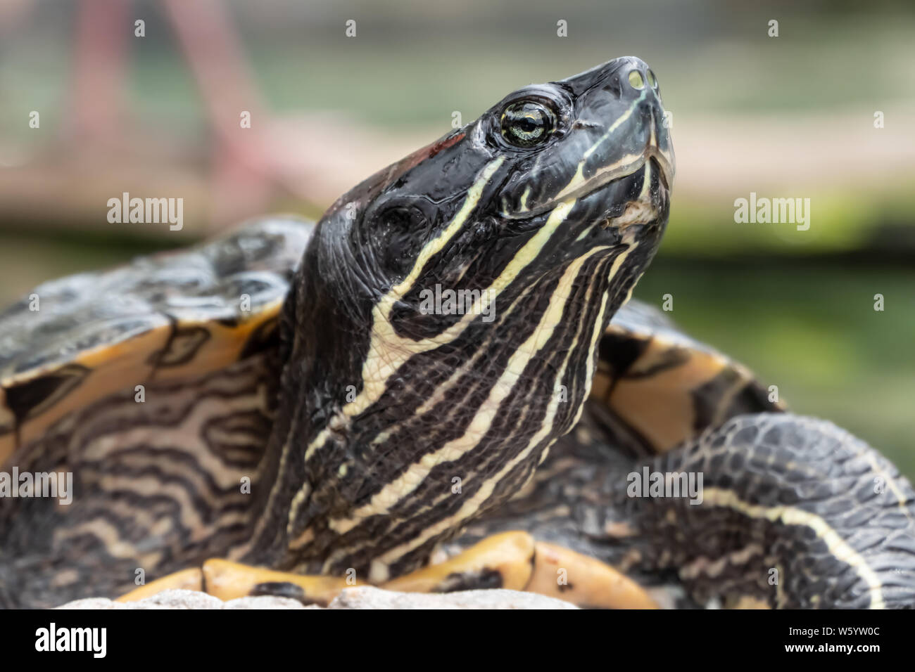 River cooter turtle (Pseudemys concinna) closeup series. A species of ...