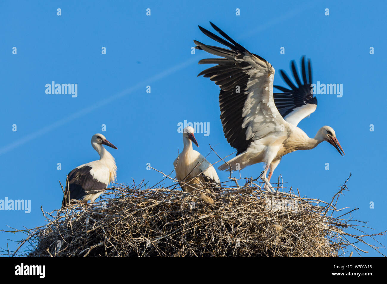 white stork babies at nest, first flight Stock Photo - Alamy