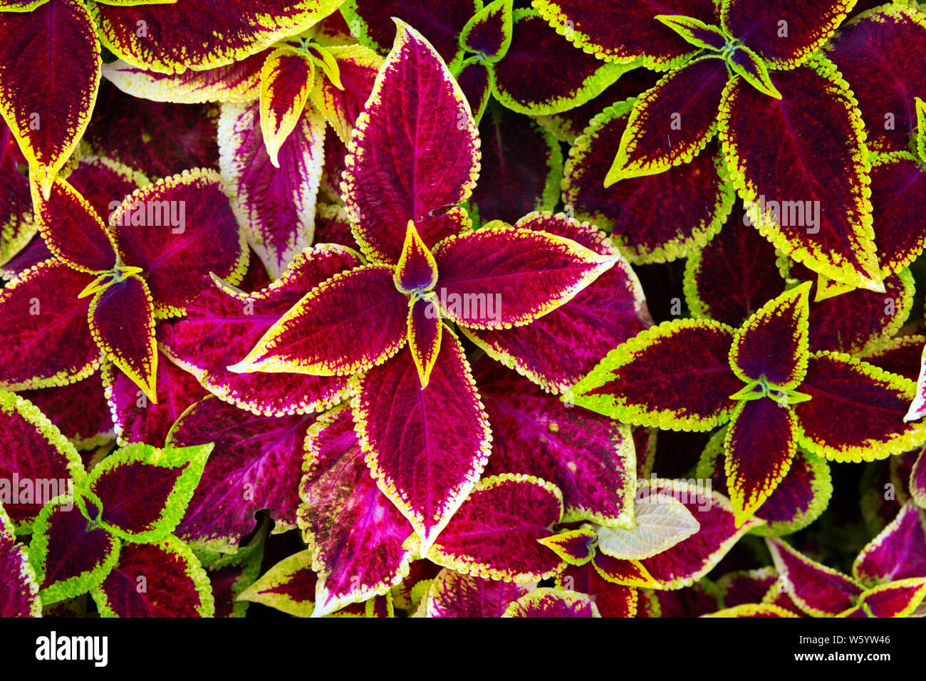 Coleus flower hi-res stock photography and images - Alamy