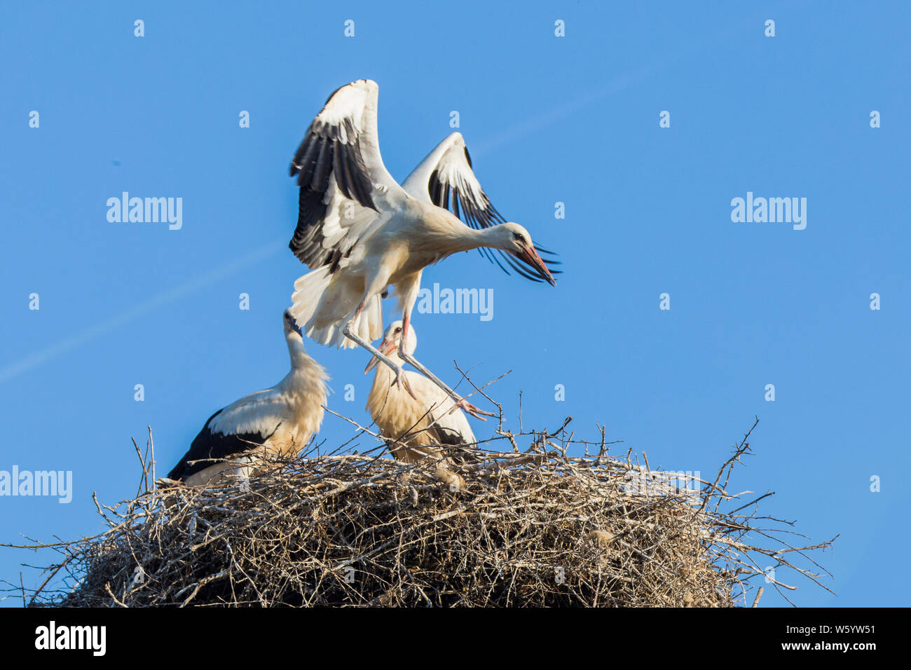 white stork babies at nest, first flight Stock Photo - Alamy