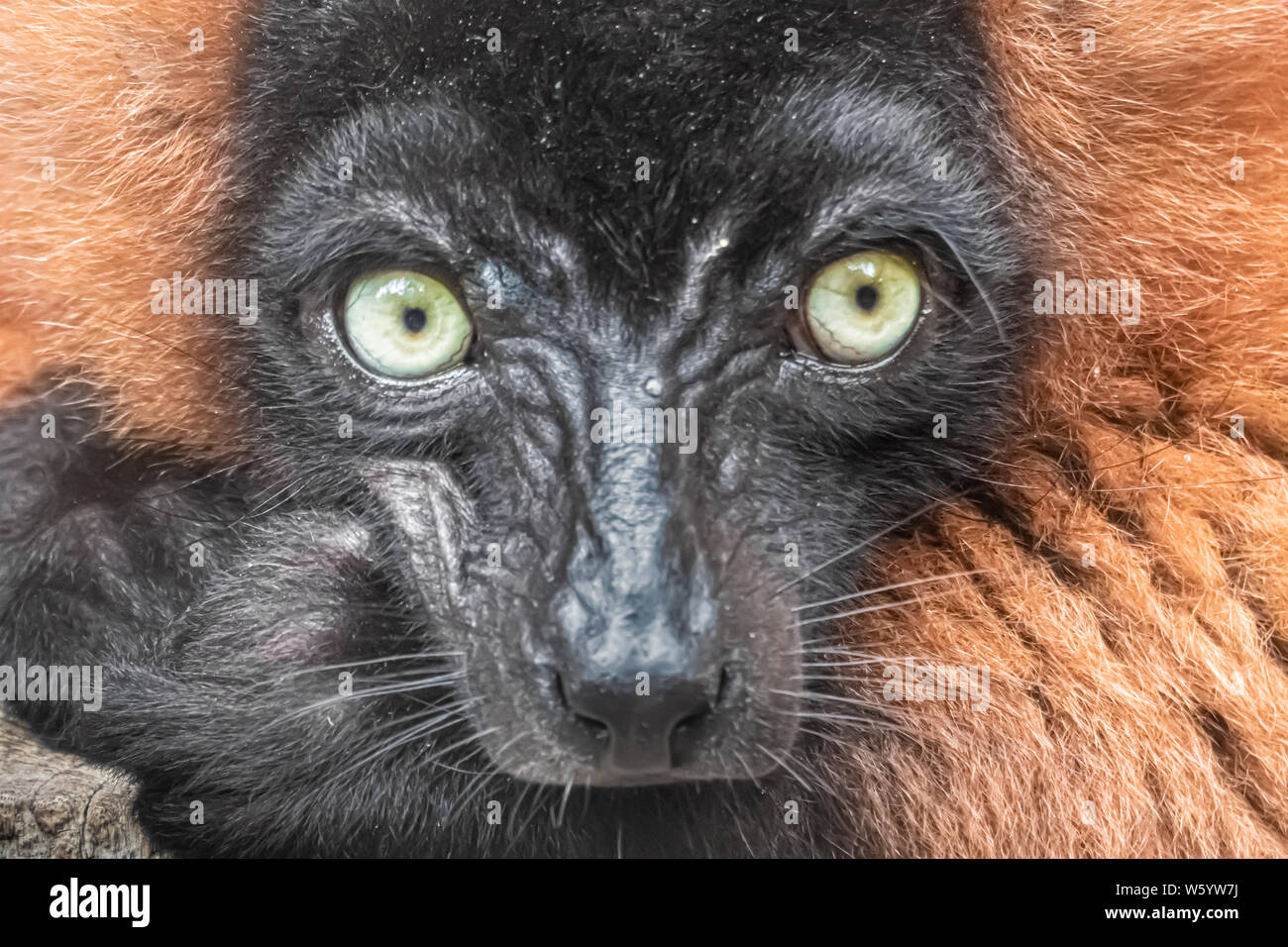 Red ruffed lemur (Varecia rubra). Its soft, thick fur is red and black ...