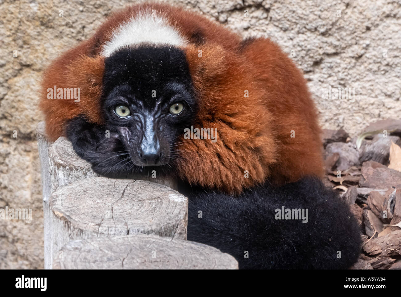 Red ruffed lemur (Varecia rubra). Its soft, thick fur is red and black ...