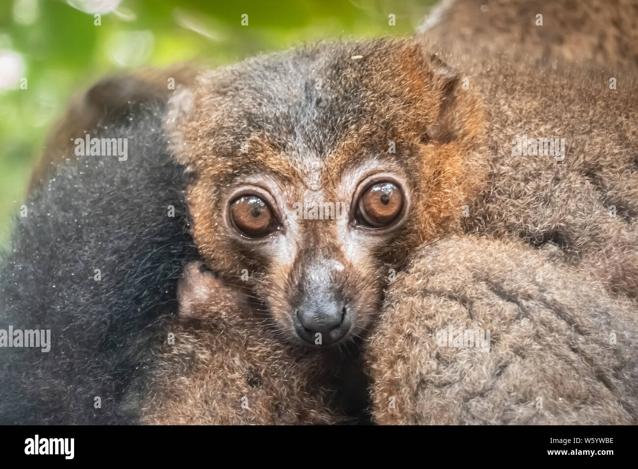 Red-fronted lemur (Eulemur rufifrons), also known as the red-fronted ...