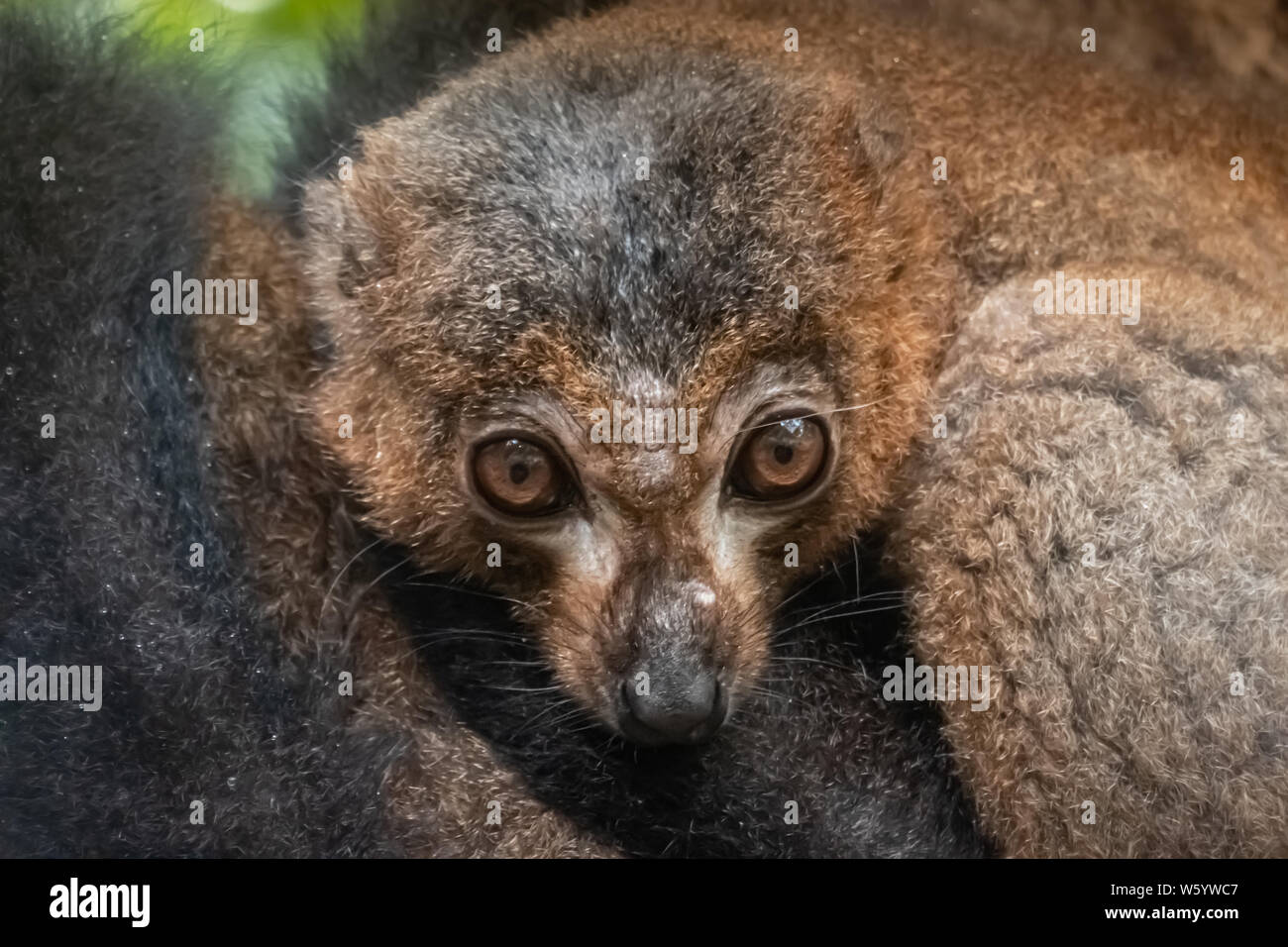 Red-fronted lemur (Eulemur rufifrons), also known as the red-fronted ...