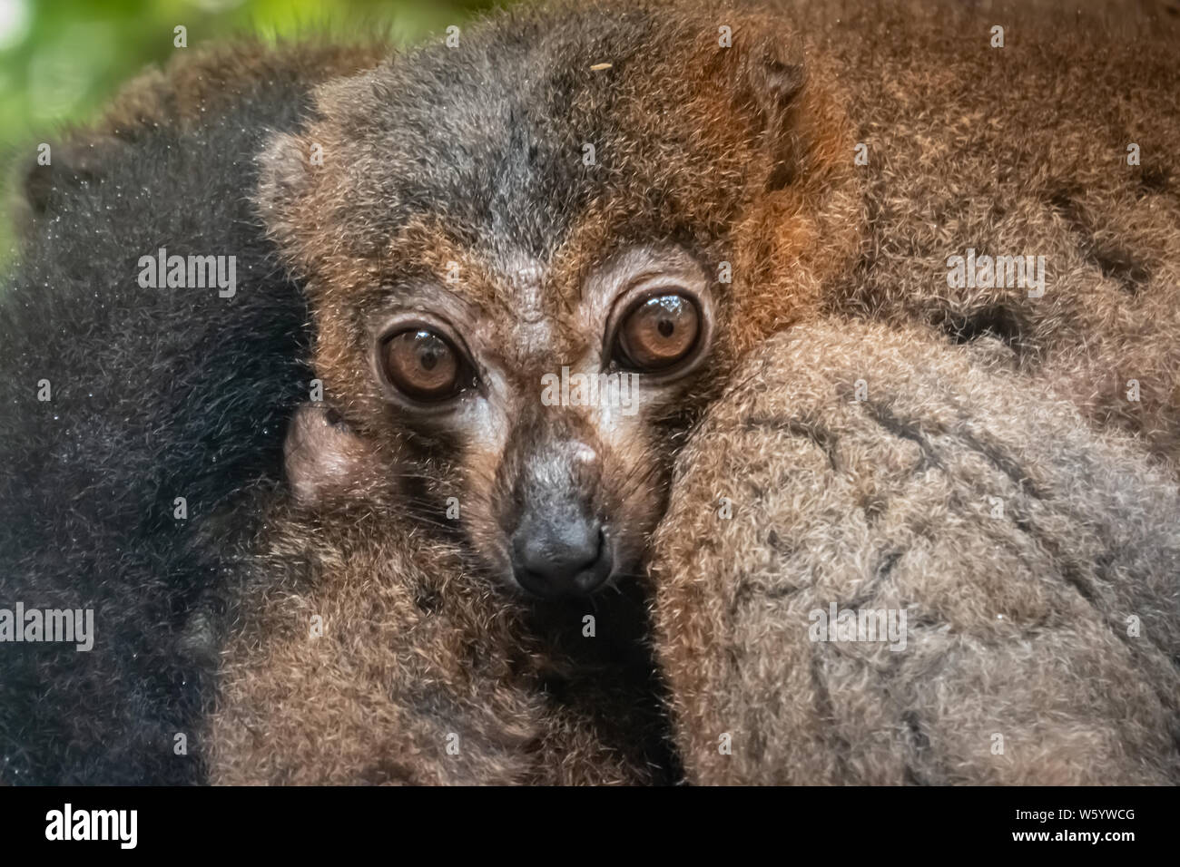 Red-fronted lemur (Eulemur rufifrons), also known as the red-fronted ...