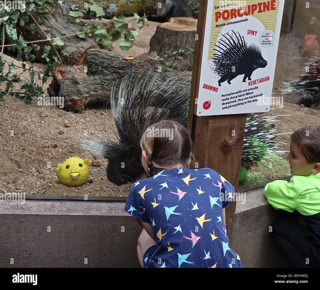 Zookeepers crafted the unique edible braid woven from Ande's favorite ...