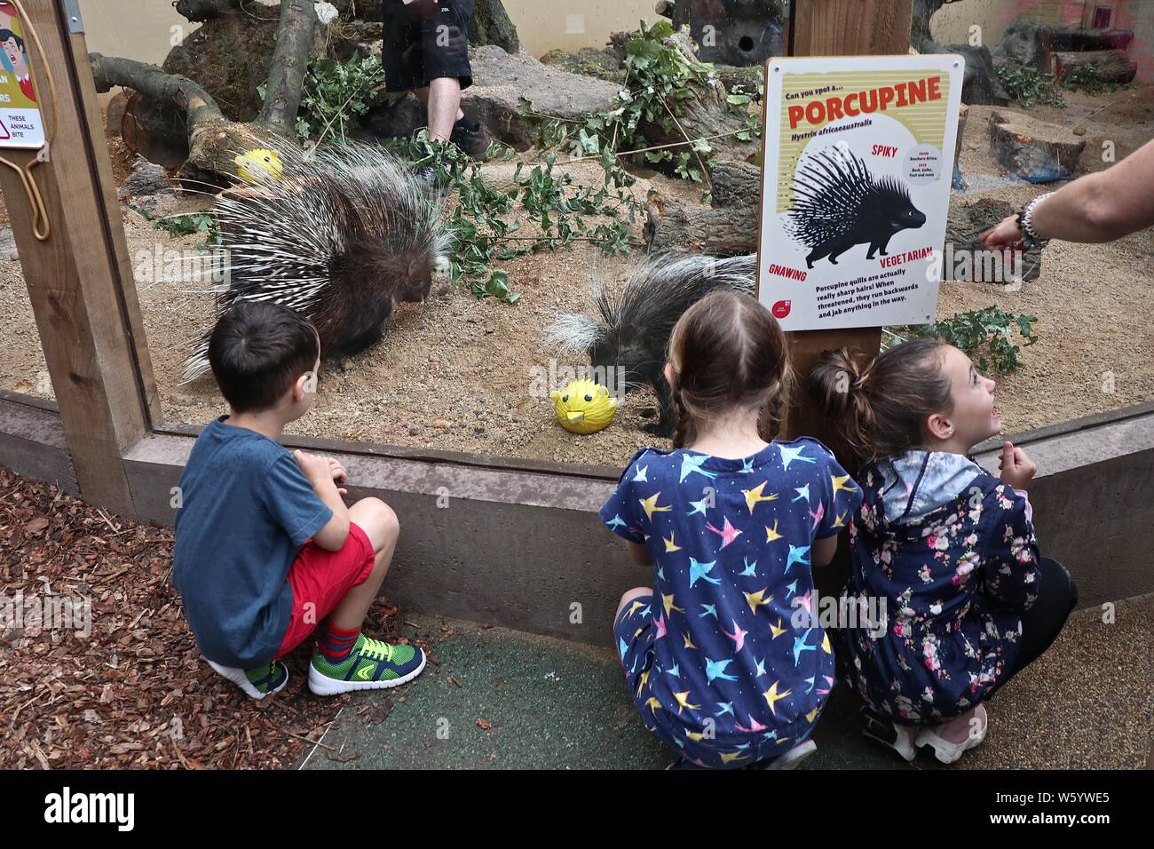 Zookeepers crafted the unique edible braid woven from Ande's favorite ...