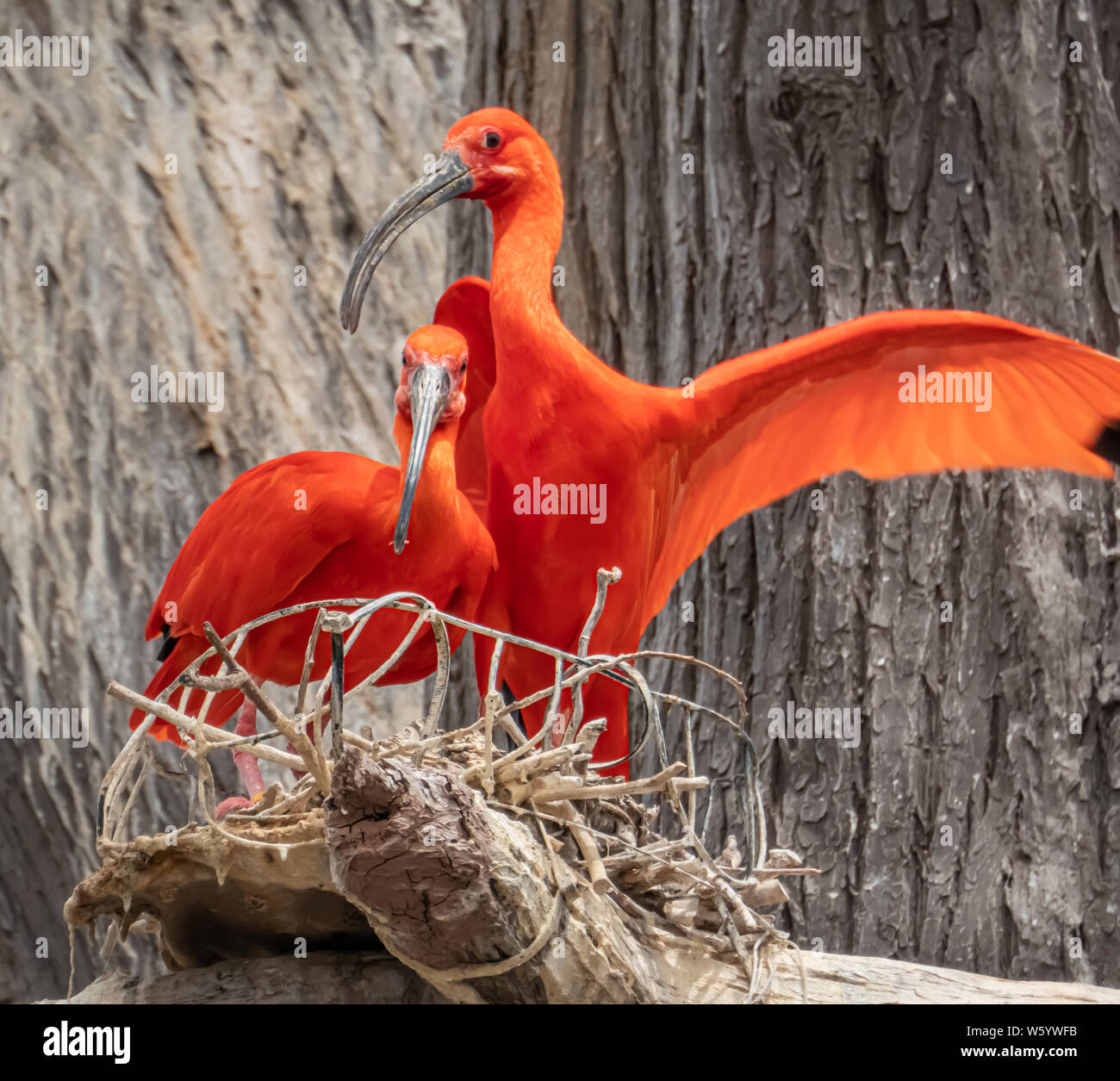 A breeding couple of scarlet ibises (Eudocimus ruber), a species of ...