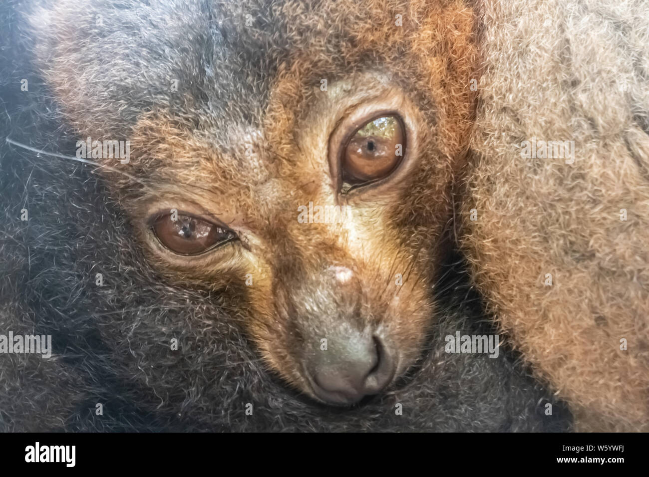 Red-fronted lemur (Eulemur rufifrons), also known as the red-fronted ...