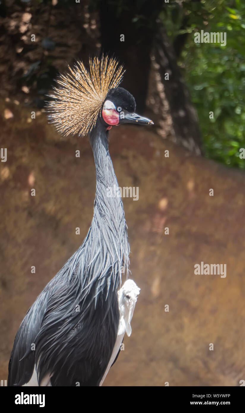 Crested crane is the national symbol of uganda hi-res stock photography ...