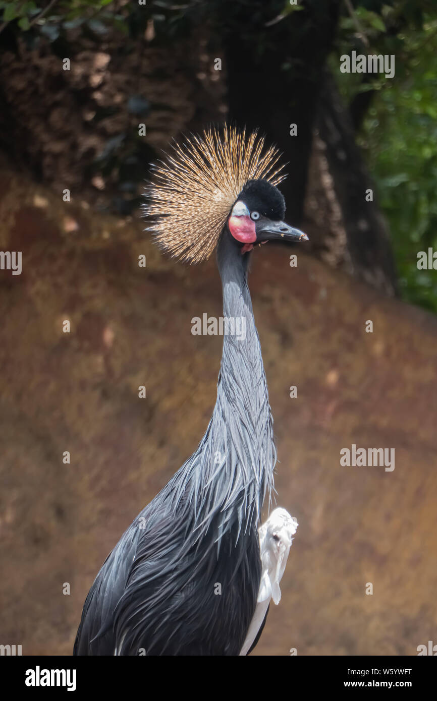 Crested Crane Is The National Symbol Of Uganda High Resolution Stock ...