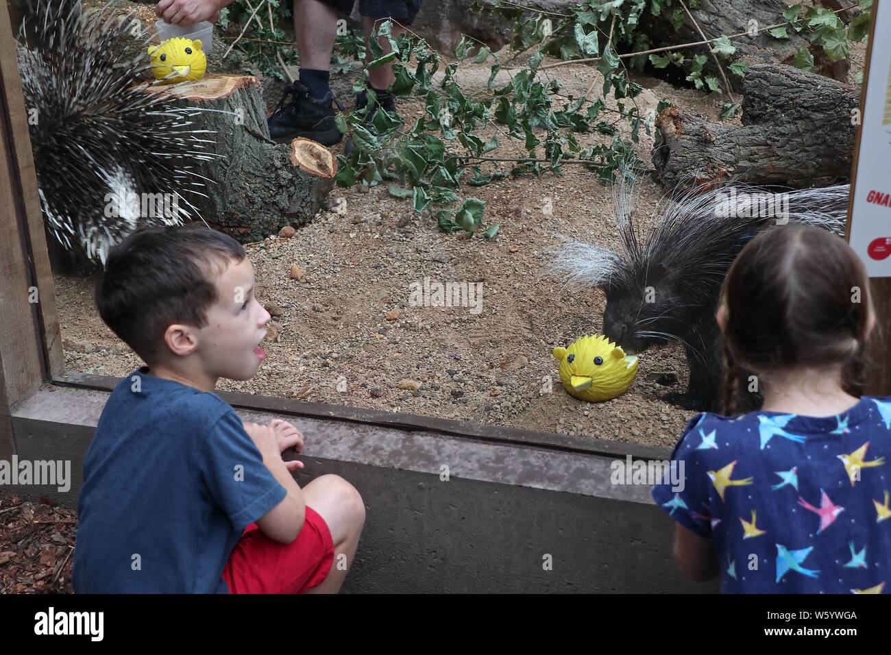 Zookeepers crafted the unique edible braid woven from Ande's favorite ...