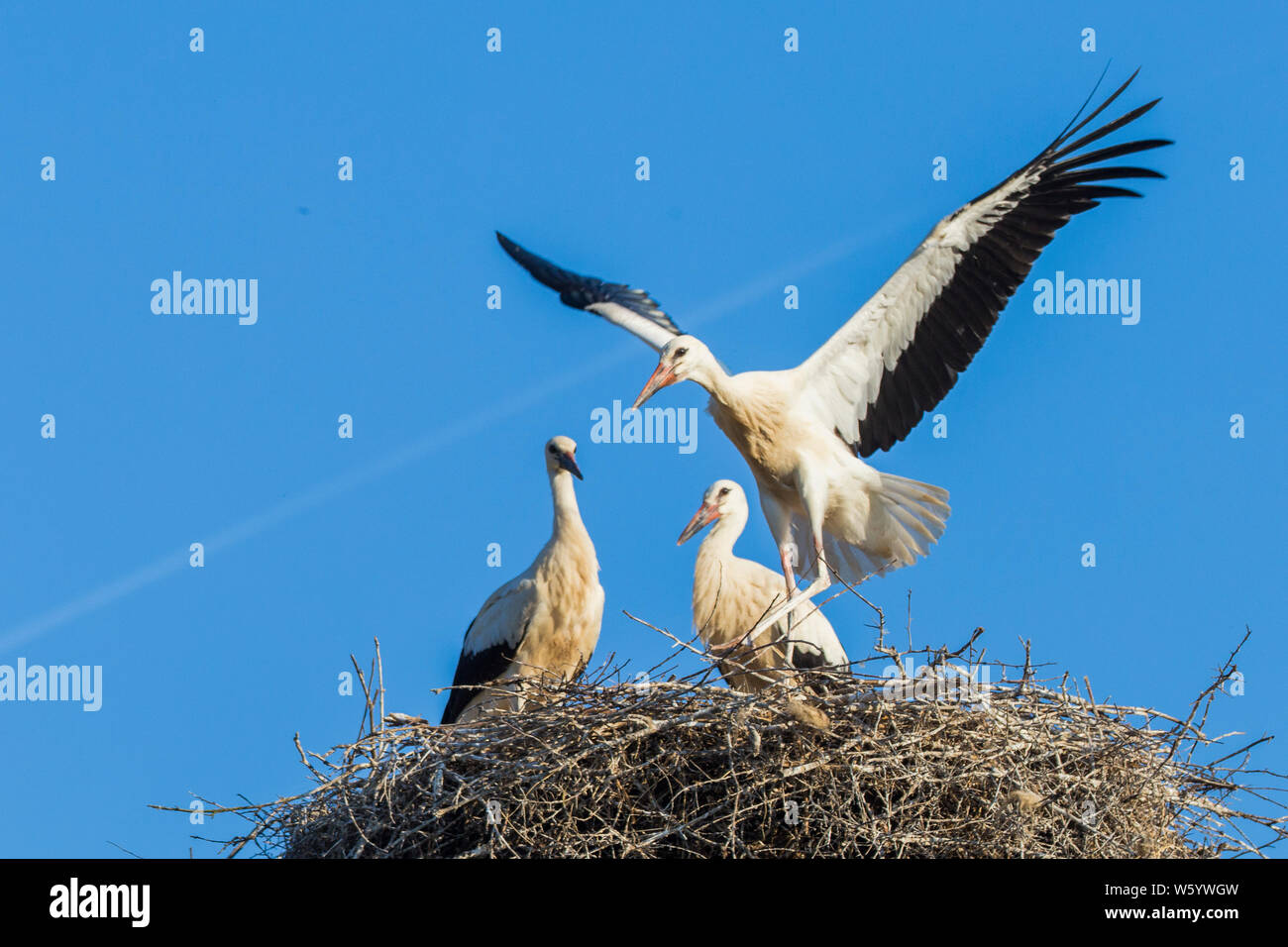 white stork babies at nest, first flight Stock Photo - Alamy