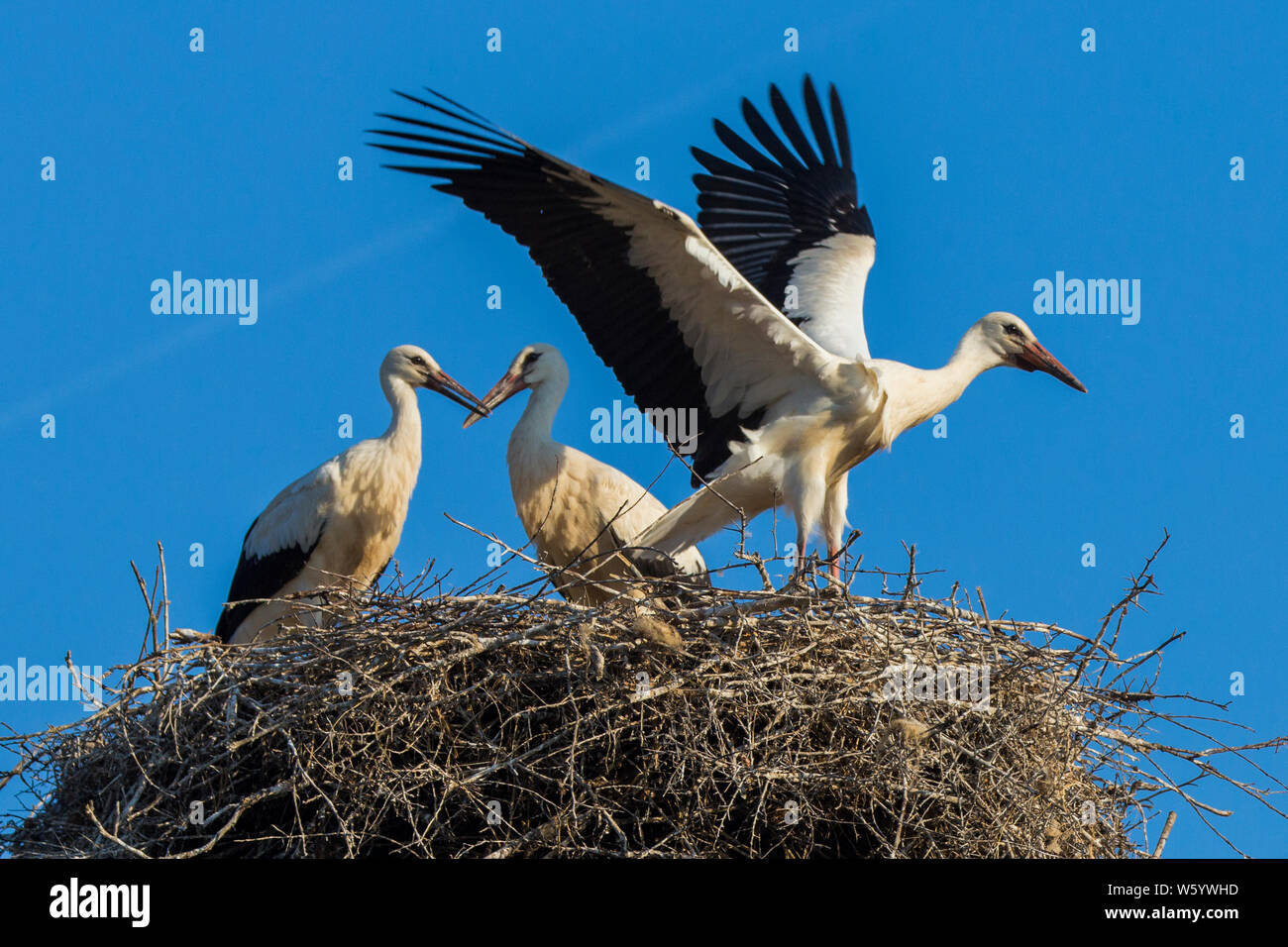 white stork babies at nest, first flight Stock Photo - Alamy