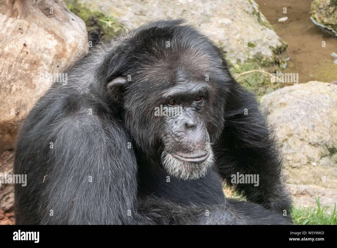 His closest living relative hi-res stock photography and images - Alamy