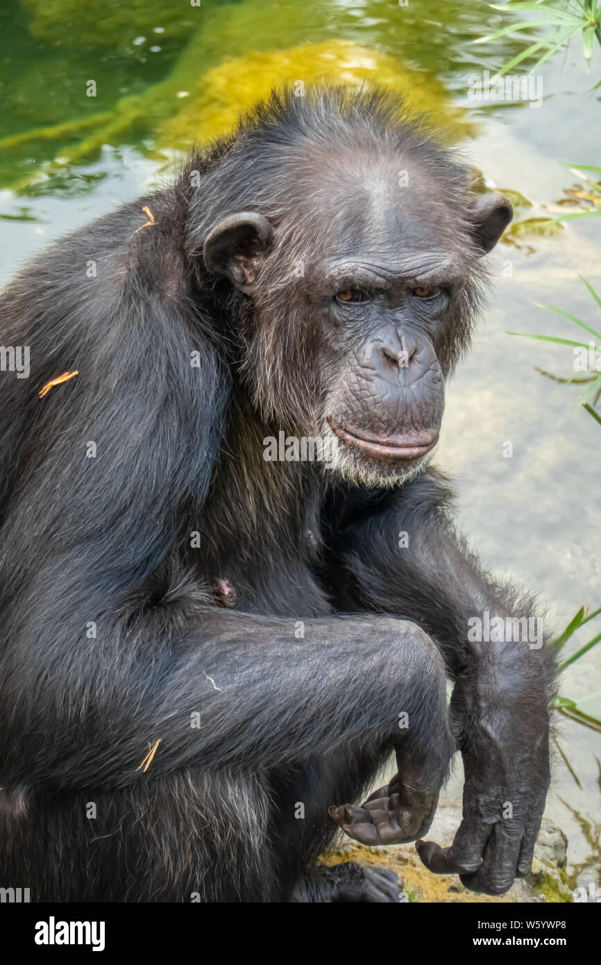 Humans closest cousin hi-res stock photography and images - Alamy