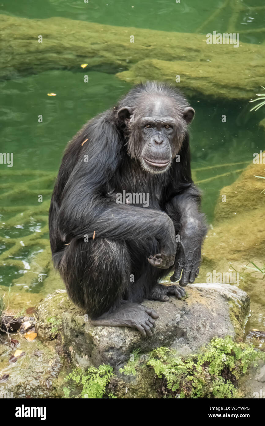 The chimpanzee (Pan troglodytes), a great ape native to the forests and ...