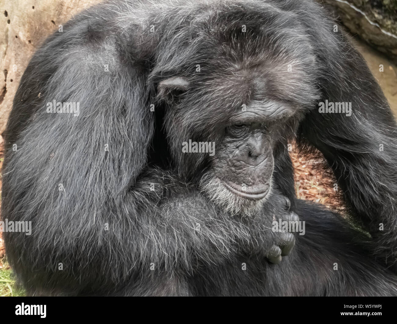 The chimpanzee (Pan troglodytes), a great ape native to the forests and ...