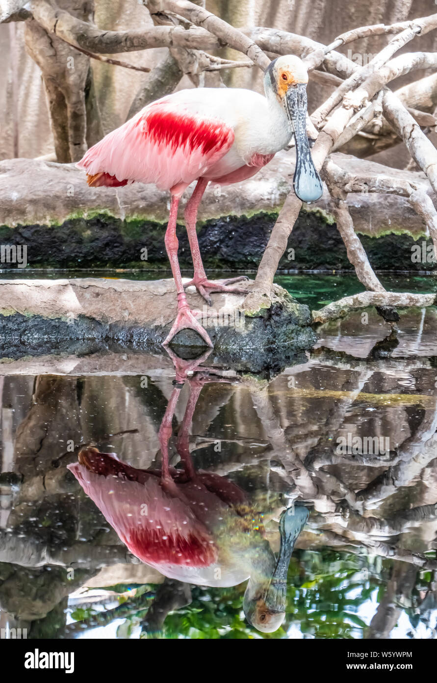 Roseate spoonbill (Platalea ajaja), a gregarious wading bird of the ...