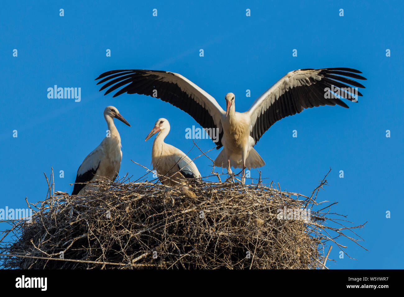 white stork babies at nest, first flight Stock Photo - Alamy