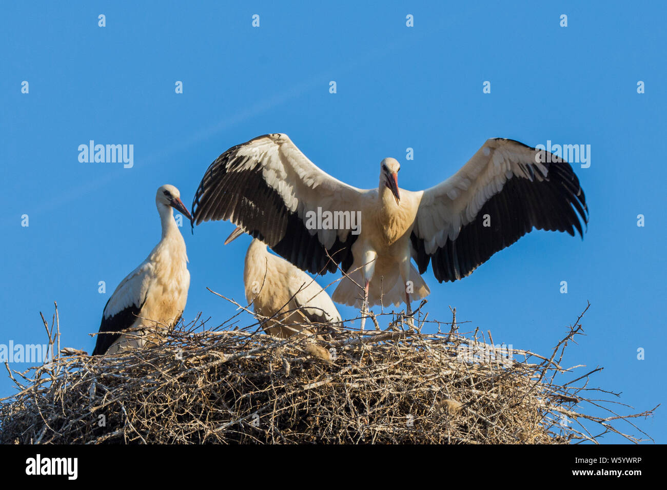 white stork babies at nest, first flight Stock Photo - Alamy