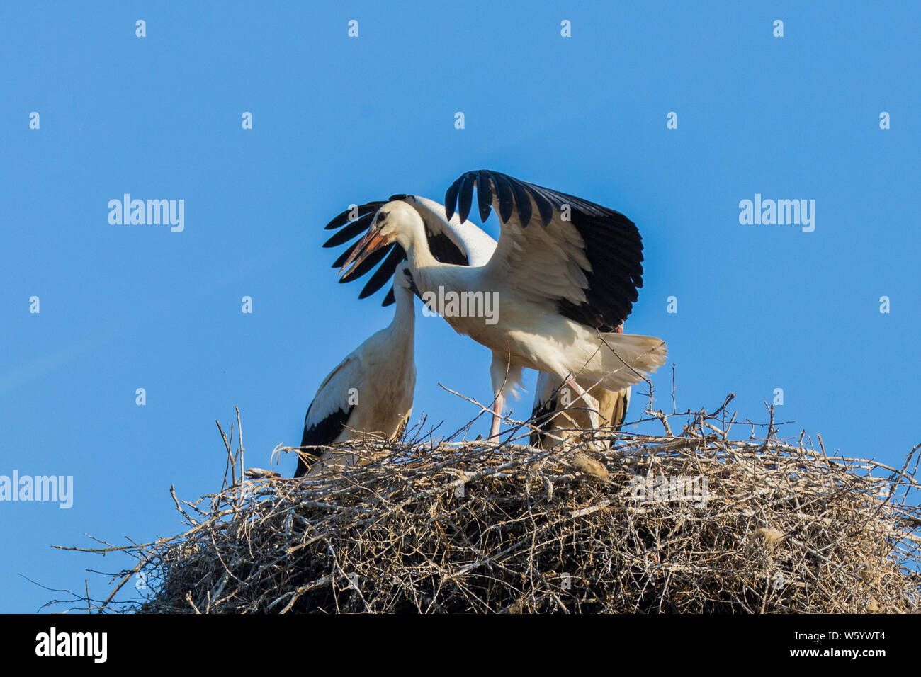 white stork babies at nest, first flight Stock Photo - Alamy