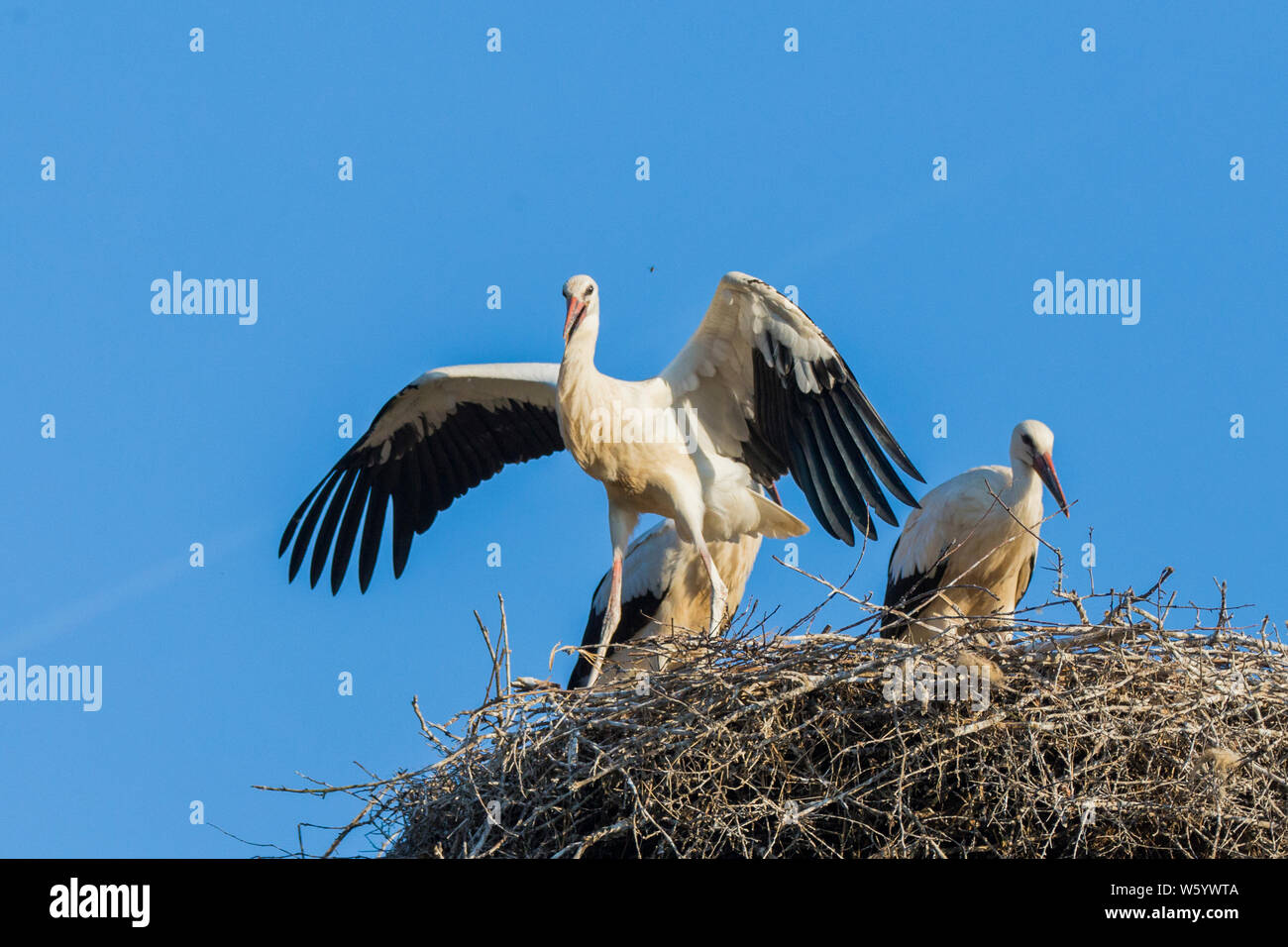 white stork babies at nest, first flight Stock Photo - Alamy