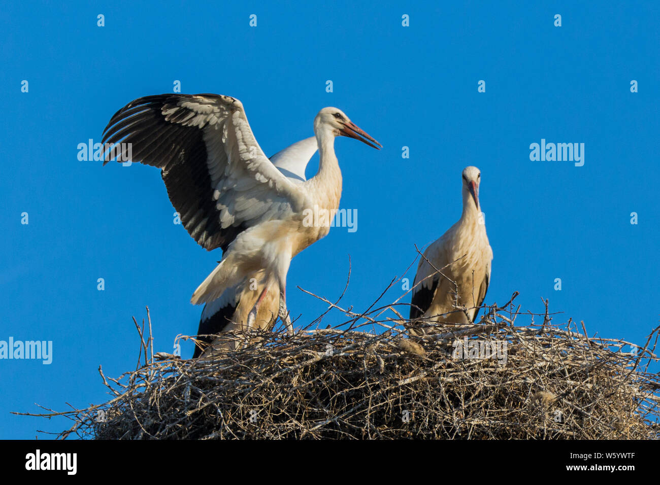 white stork babies at nest, first flight Stock Photo - Alamy