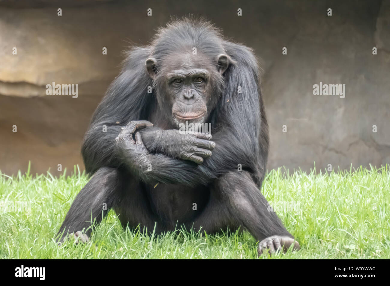 The chimpanzee (Pan troglodytes), a great ape native to the forests and ...