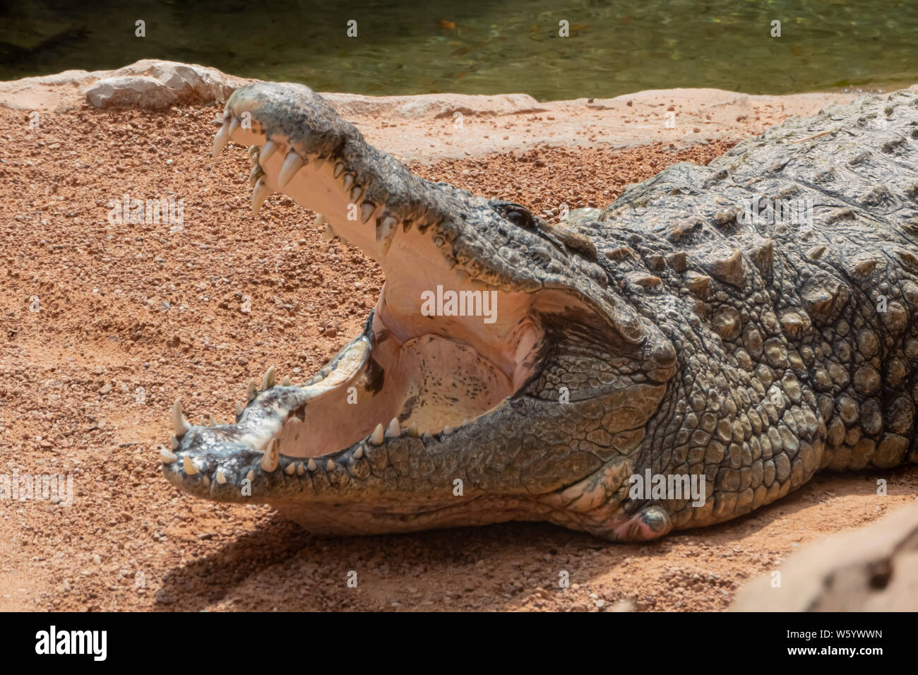 Nile crocodile (Crocodylus niloticus), the largest freshwater predator ...